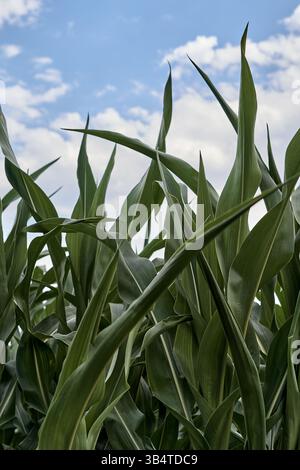 Vertically. Green corn field in an agricultural garden against a blue ...