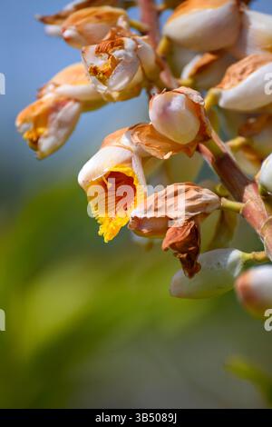 Funnel-shaped flowers of shell ginger or Alpinia zerumbet Stock Photo ...