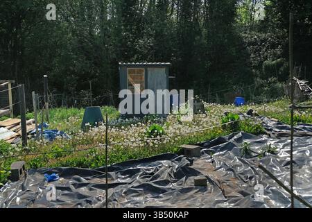 Allotments in Bristol, UK Stock Photo - Alamy