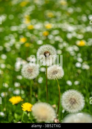 Löwenzahn Taraxacum, Pusteblumen, auf einer Wiese Offenbach am Main ...
