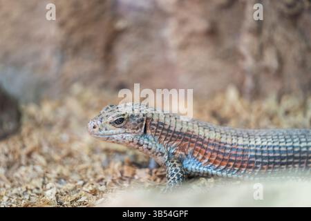 Rough-scaled Plated Lizard (Broadleysaurus major Stock Photo - Alamy