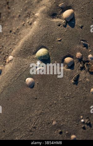 The seashells scattered on a sandy beach Stock Photo - Alamy