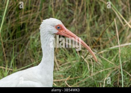 Portait of an American White Ibis, Eudocimus albus, in a marshy wetland ...
