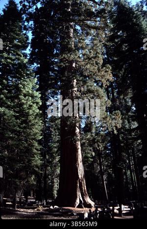 Redwood National Park CA / JUNE A fog shrouded Valley Oak on a green ...