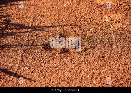 Tapir footprints in the soft earth soil Stock Photo - Alamy