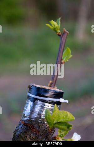 Grafting fruit pear tree close up. Bark grafting is one method that is ...