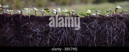 Young sunflower sprouts with roots in soil cross section Stock Photo ...