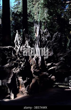 Redwood National Park CA / JUNE A fog shrouded Valley Oak on a green ...