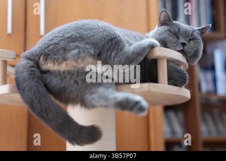 An overweight British Shorthair blue cat nearly fell from a cat tree ...