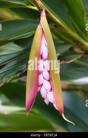 Shell ginger flower blooming, (Alpinia zerumbet), with green leaves ...