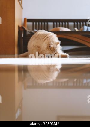 Fluffy british longhair cat close-up portrait looking direct into ...