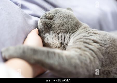 Gray cat cuddling with human hand on bed Stock Photo - Alamy