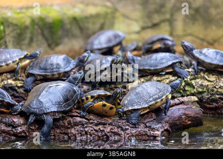 Close view of a bunch red-eared terrapin (Trachemys scripta elegans) on ...