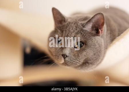 An overweight British Shorthair blue cat nearly fell from a cat tree ...