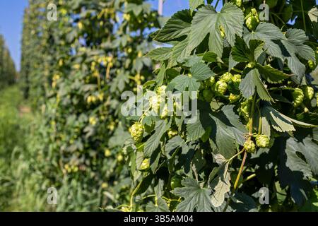 Baroda, Michigan - Hops growing at Hop Head Farms in west Michigan ...