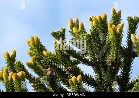 Monkey puzzle tree, binomial name Araucaria araucana Stock Photo - Alamy