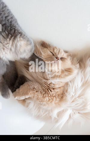 Two fluffy cats playing Stock Photo - Alamy