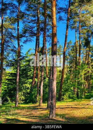 Vertical panorama of tall pine trees against a blue spring sky Stock ...