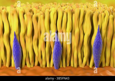 Retina photoreceptor (cone and rod cells) isometric view 3d ...