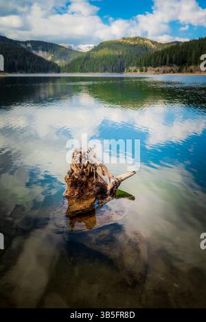 Broken log on the lake surface Stock Photo - Alamy