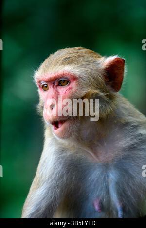 Myanmar, Popa mount, Monkeys Stock Photo - Alamy
