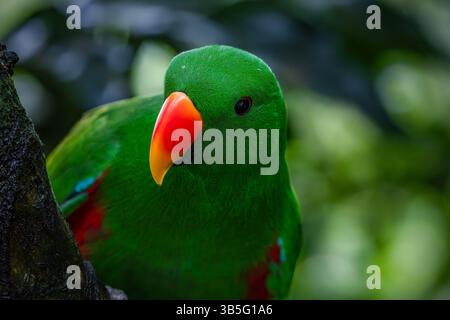 Сlose up of a parrot in the zoo Stock Photo - Alamy
