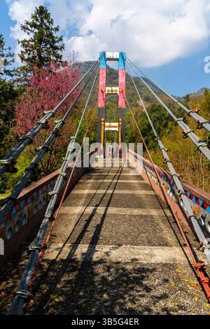 Forest landscape at Alishan national park, Taiwan, Alishan Township ...