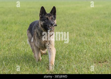 retrieving German Shepherd Stock Photo - Alamy