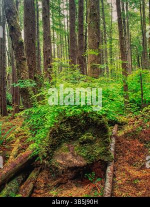 New growth on Hemlock trees Olympic National Park Washington Stock ...