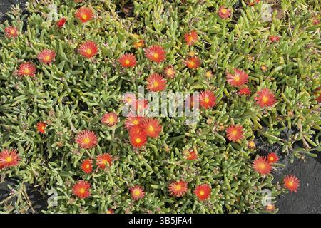 Flower of a succulent, Malephora, black lava soil, El Remo, Atlantic ...