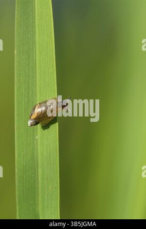 Amber Snails (Succineidae) Mollusca Stock Photo - Alamy