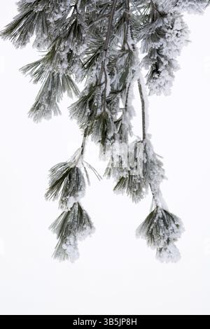 Closeup view of tree branches covered with ice on winter day outdoors ...