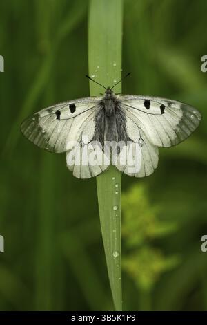 Clouded Apollo (Parnassius mnemosyne) Insecta Stock Photo - Alamy