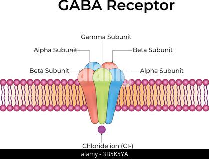 Ultrastructure of GABA receptors in the cell membrane: Neurotransmitter gamma-aminobutyric acid ...