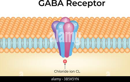 Ultrastructure of GABA receptors in the cell membrane: Neurotransmitter gamma-aminobutyric acid ...