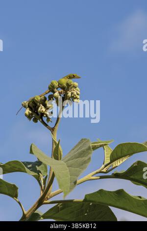 Anole Lizard in natural habitat near houses in Hollywood, Florida ...