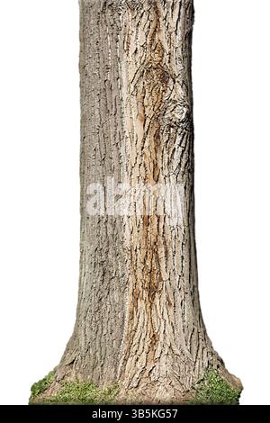 tree trunk isolated on a white background. High quality photo Stock ...
