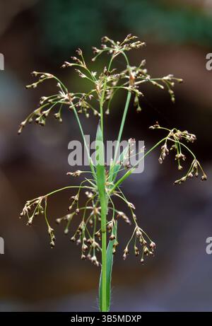 Great Woodrush (Luzula sylvatica) close-up of flower opening ...