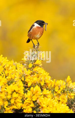 Stonechats perched on a flowering gorse bush on the coast Stock Photo ...