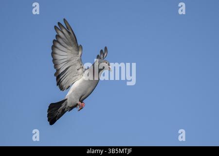 Carrier pigeon in flight under a blue sky Stock Photo - Alamy