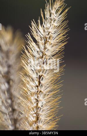 A close-up shot of Hordeum murinum, also known as wall barley, growing ...