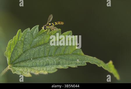Long hoverfly (Sphaerophoria scripta), long-bellied hoverfly, male on ...