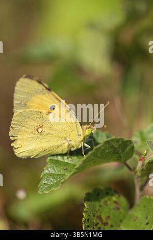 Postillon (Colias croceus Stock Photo - Alamy