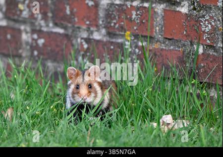 Österreich- Wien - Natur - 2025 Zentralfriedhof Europäischer Hamster ...