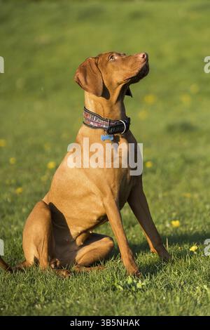 The tall dog sits and waits for the rest of the training. The Hungarian ...