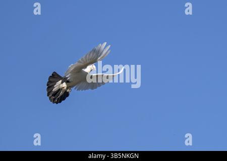 Carrier pigeon in flight under a blue sky Stock Photo - Alamy