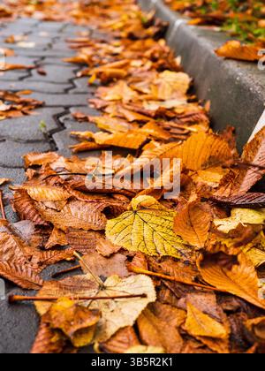 The colorful autumn leaves scattered along a curved sidewalk Stock ...