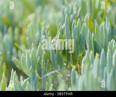 Curio repens aga blue finger plant attractive succulent leaves natural ...