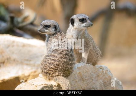 Meerkats, social animals in wildlife parks Stock Photo - Alamy