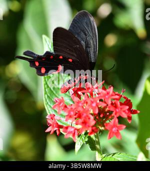 Pink Rose (Pachliopta kotzebuea) (Wikipedia), is a butterfly of the ...